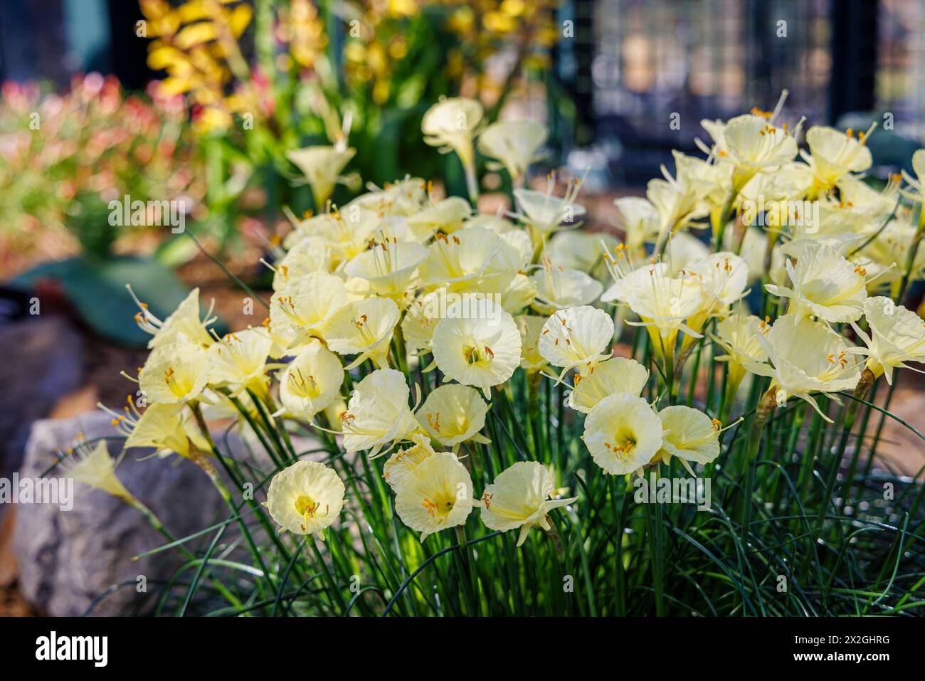 Pretty pale yellow hooped petticoat Narcissus romieuxii growing in a ...