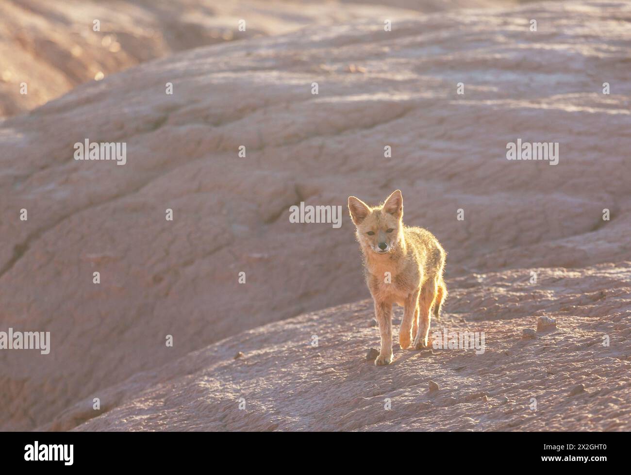 South American gray fox (Lycalopex griseus), Patagonian fox, in ...