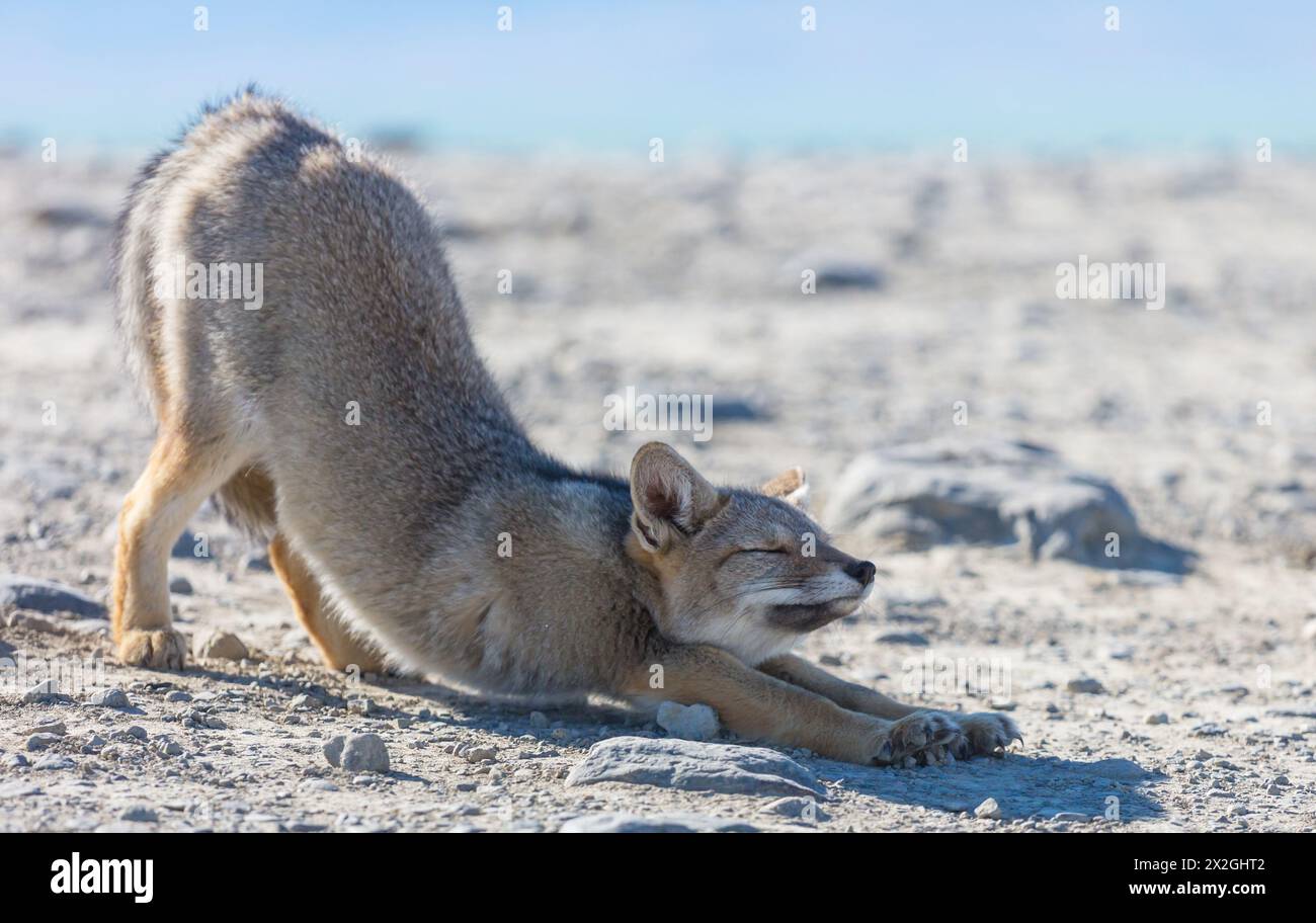 South American gray fox (Lycalopex griseus), Patagonian fox, in Patagonia mountains Stock Photo ...