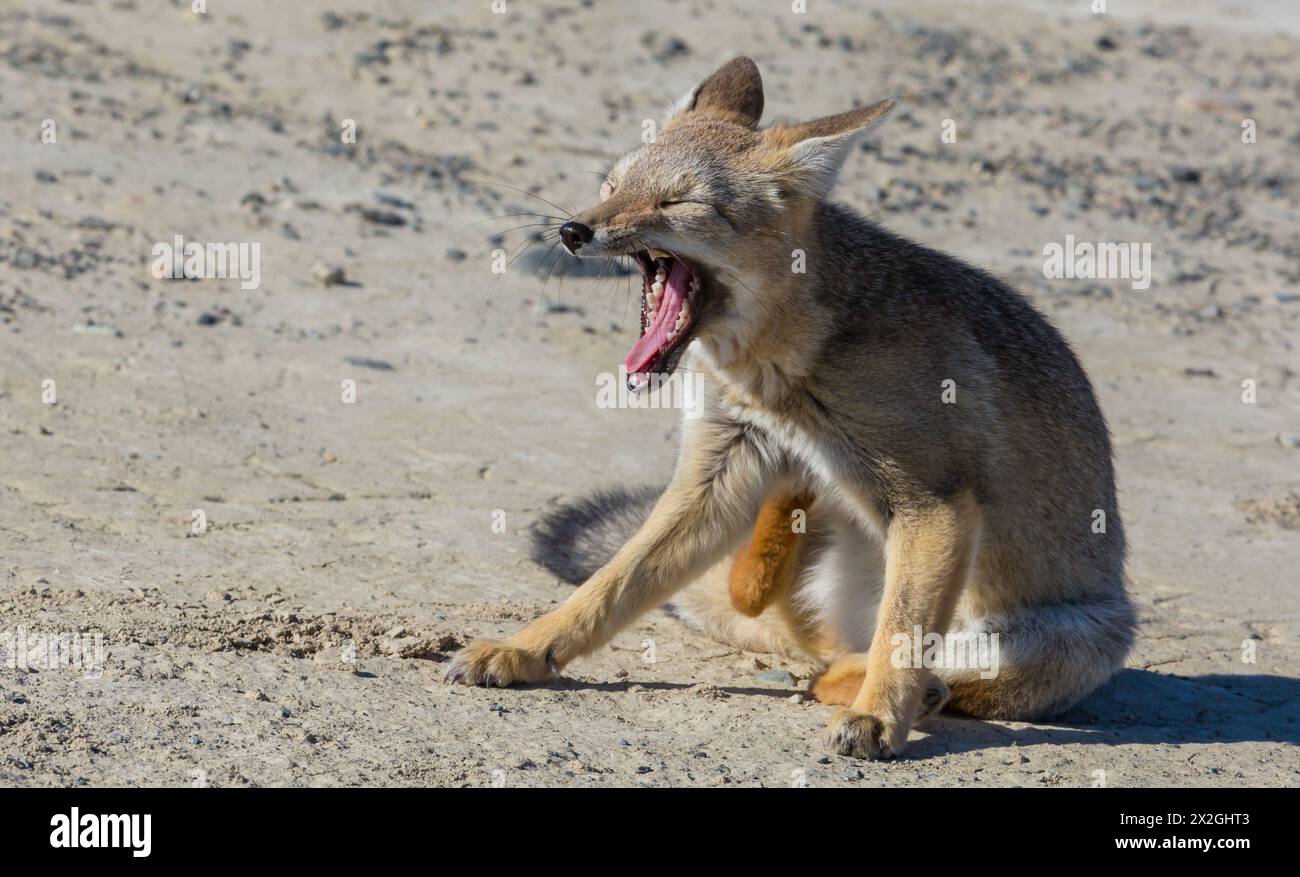 South American gray fox (Lycalopex griseus), Patagonian fox, in ...