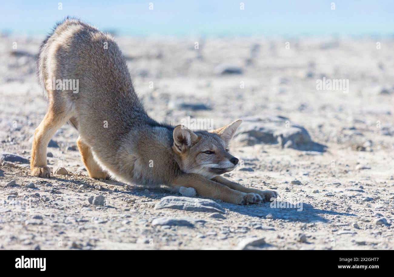 South American gray fox (Lycalopex griseus), Patagonian fox, in ...