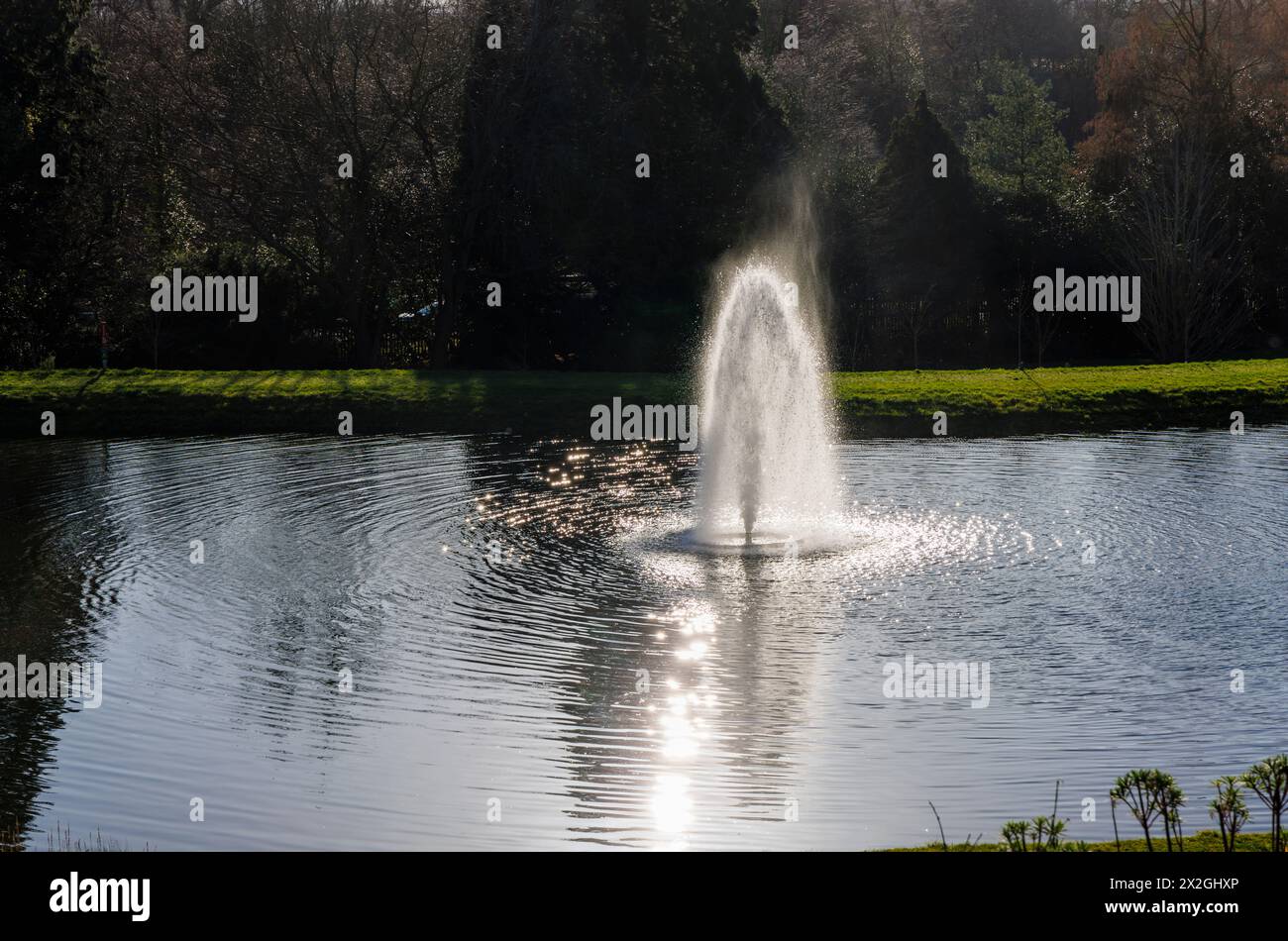 Fountain in Clear Lake in RHS Garden Wisley, in winter, backlit by ...