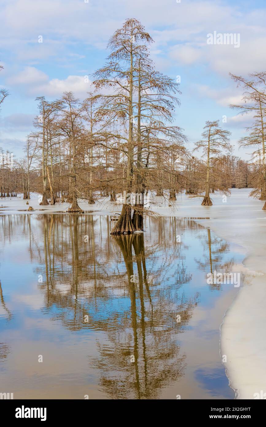 63895-18519 Cypress trees in winter Horseshoe Lake State Fish ...