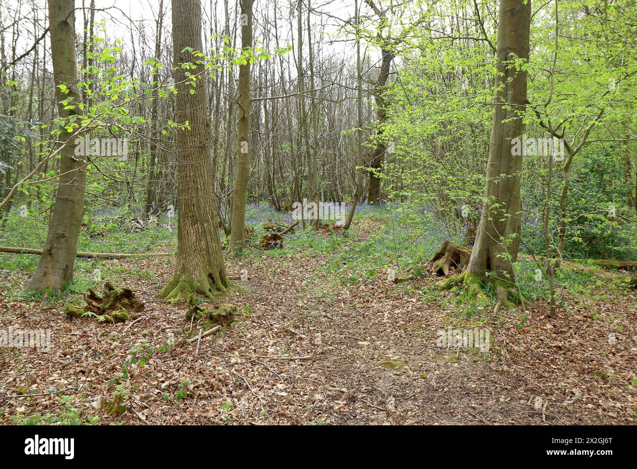 A woodland scene with Beech trees and bluebells in Trosley country park ...