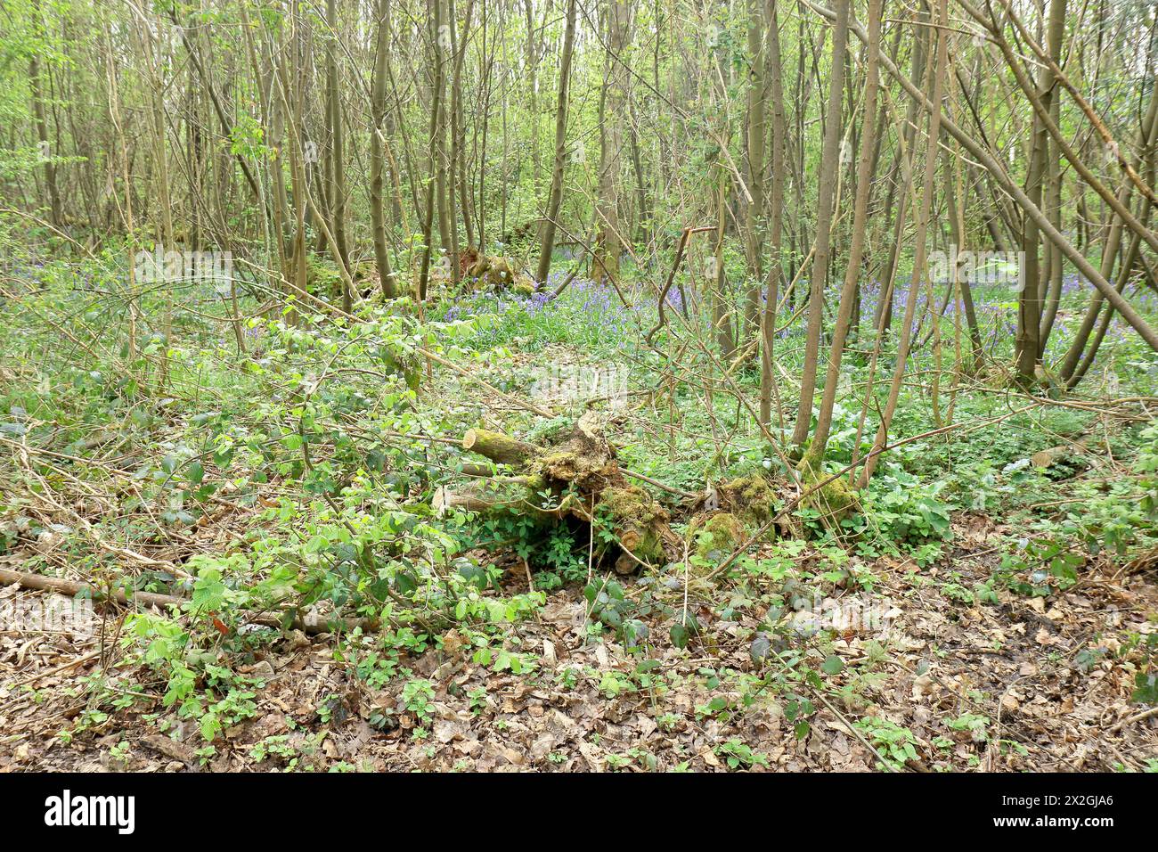 A messy but natural woodland scene in Trosley country park Stock Photo ...