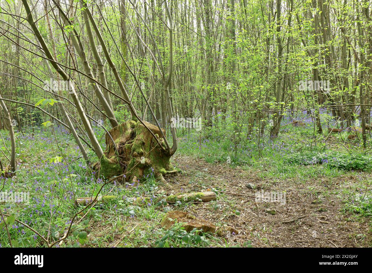 Beech trees in a dense woodland scene in Trosley country park Stock ...