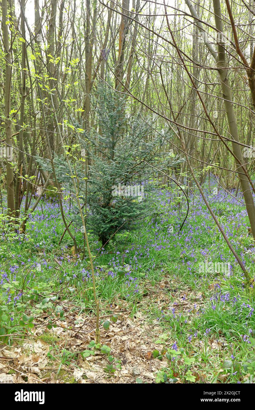 Evergreen tree and bluebells in a woodland scene Stock Photo - Alamy