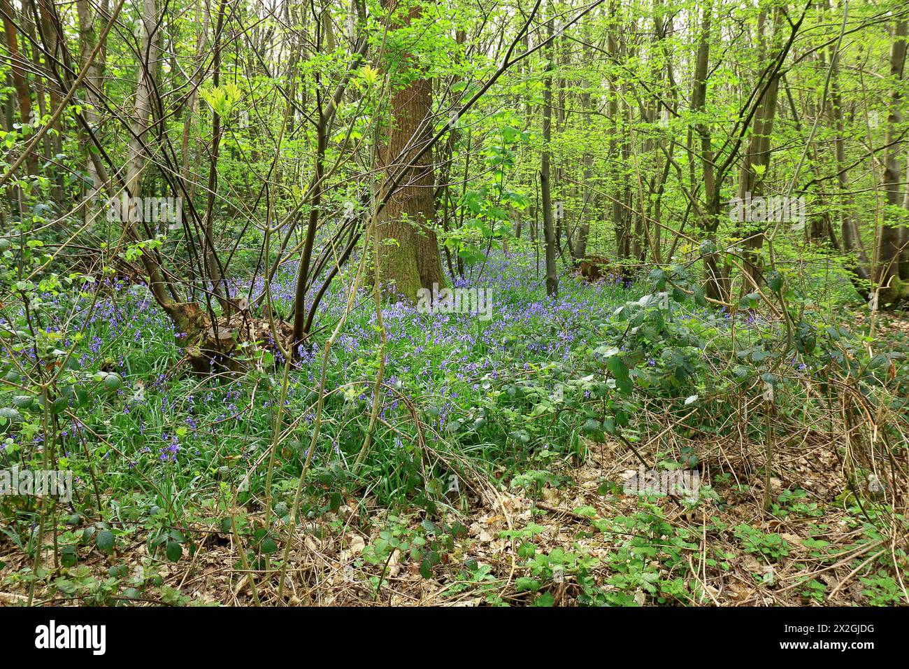 A natural and very untidy woodland environment in Trosley country park ...