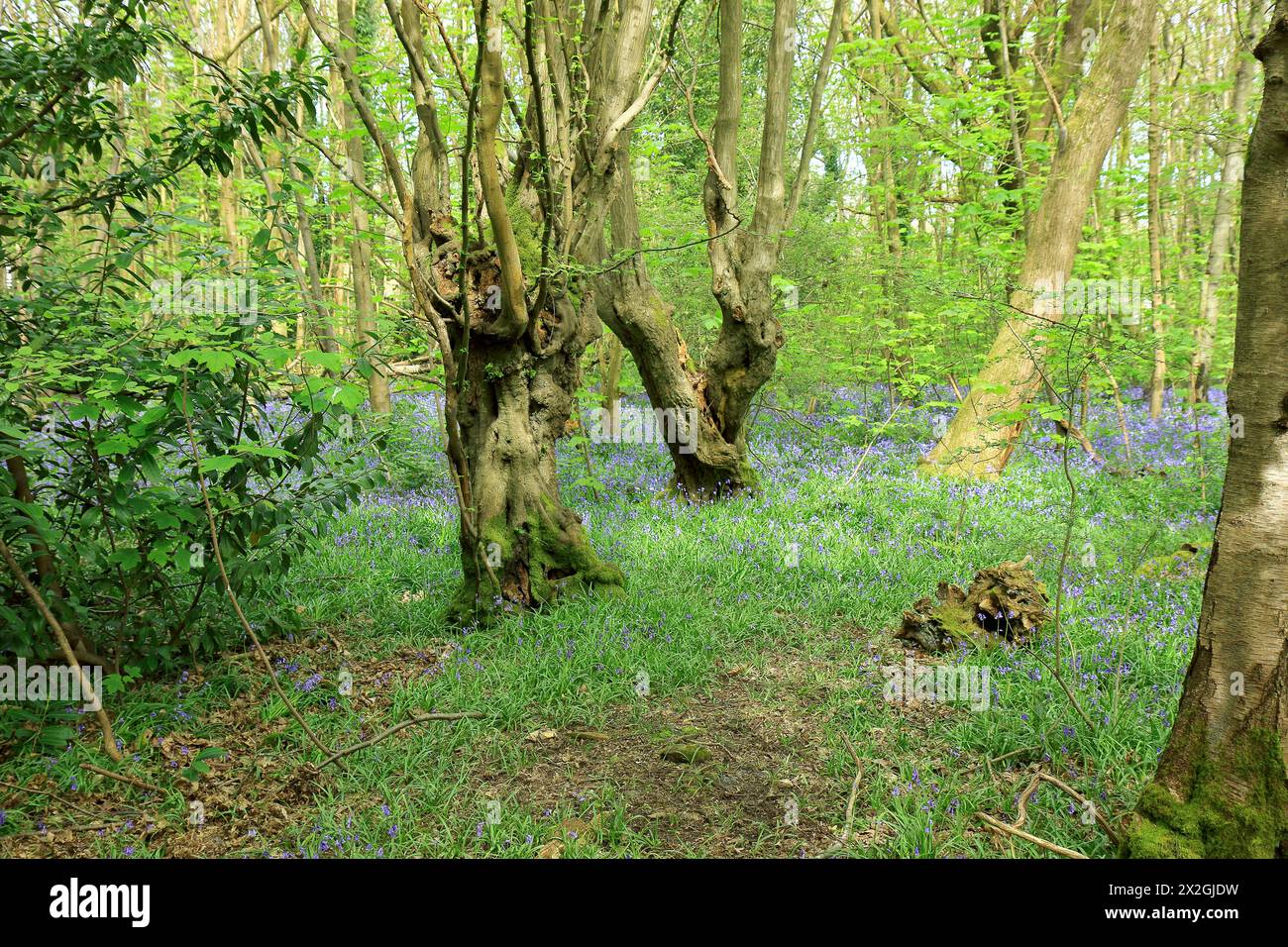 Green grass and old trees in a woodland environment with a bed of ...