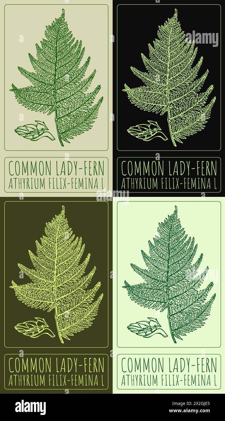 Set of vector drawing COMMON LADY-FERN in various colors. The Latin ...