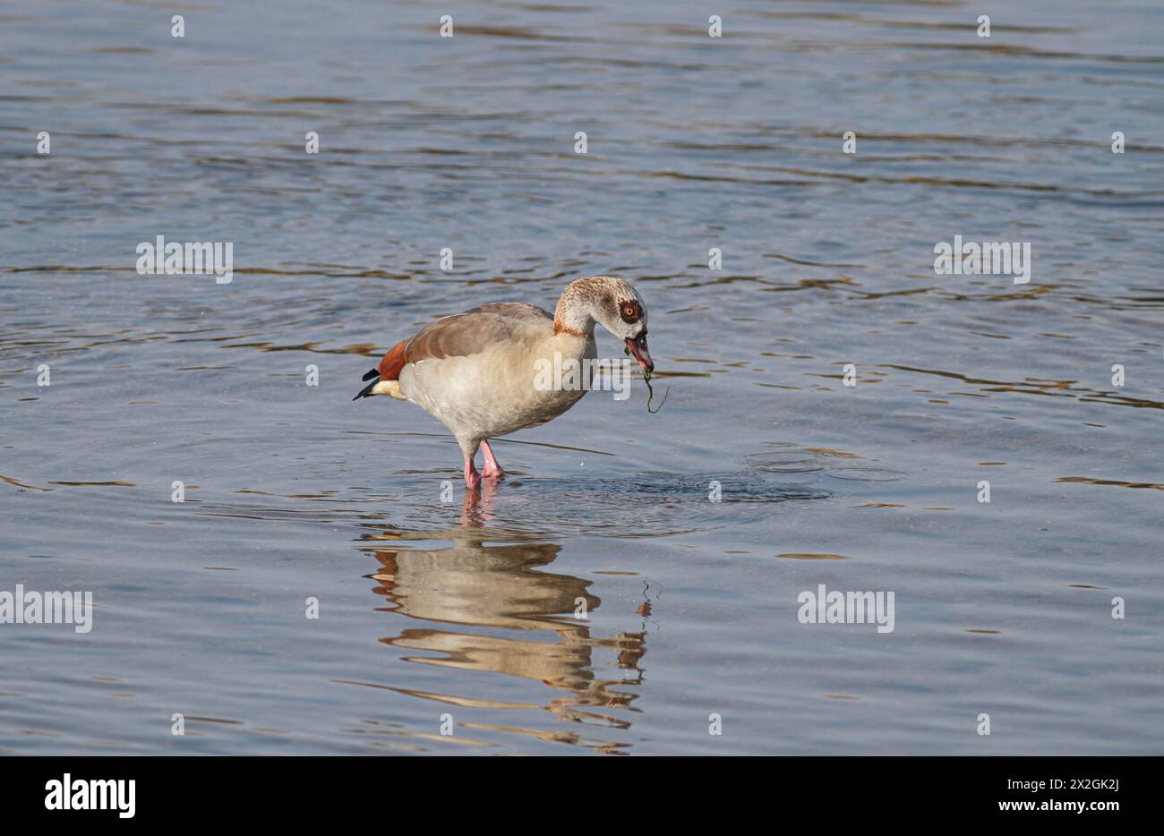 Douro river egyptian goose eating algae during low tide, north of ...