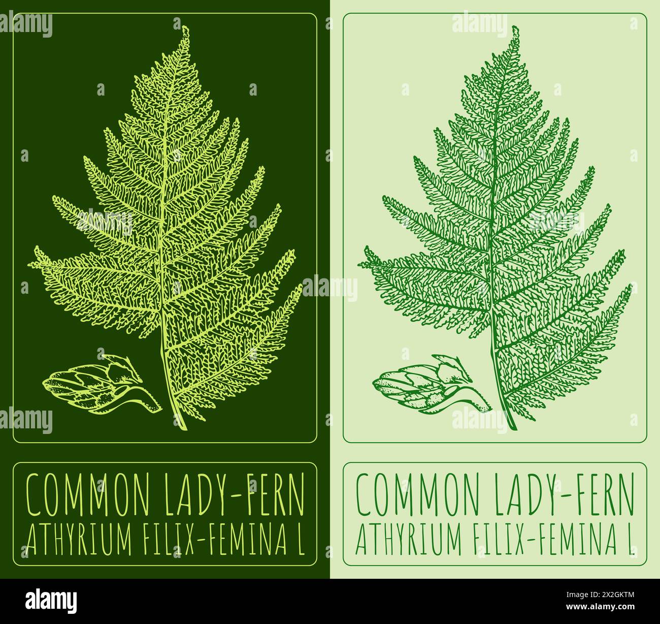 Vector drawing COMMON LADY-FERN. Hand drawn illustration. The Latin ...