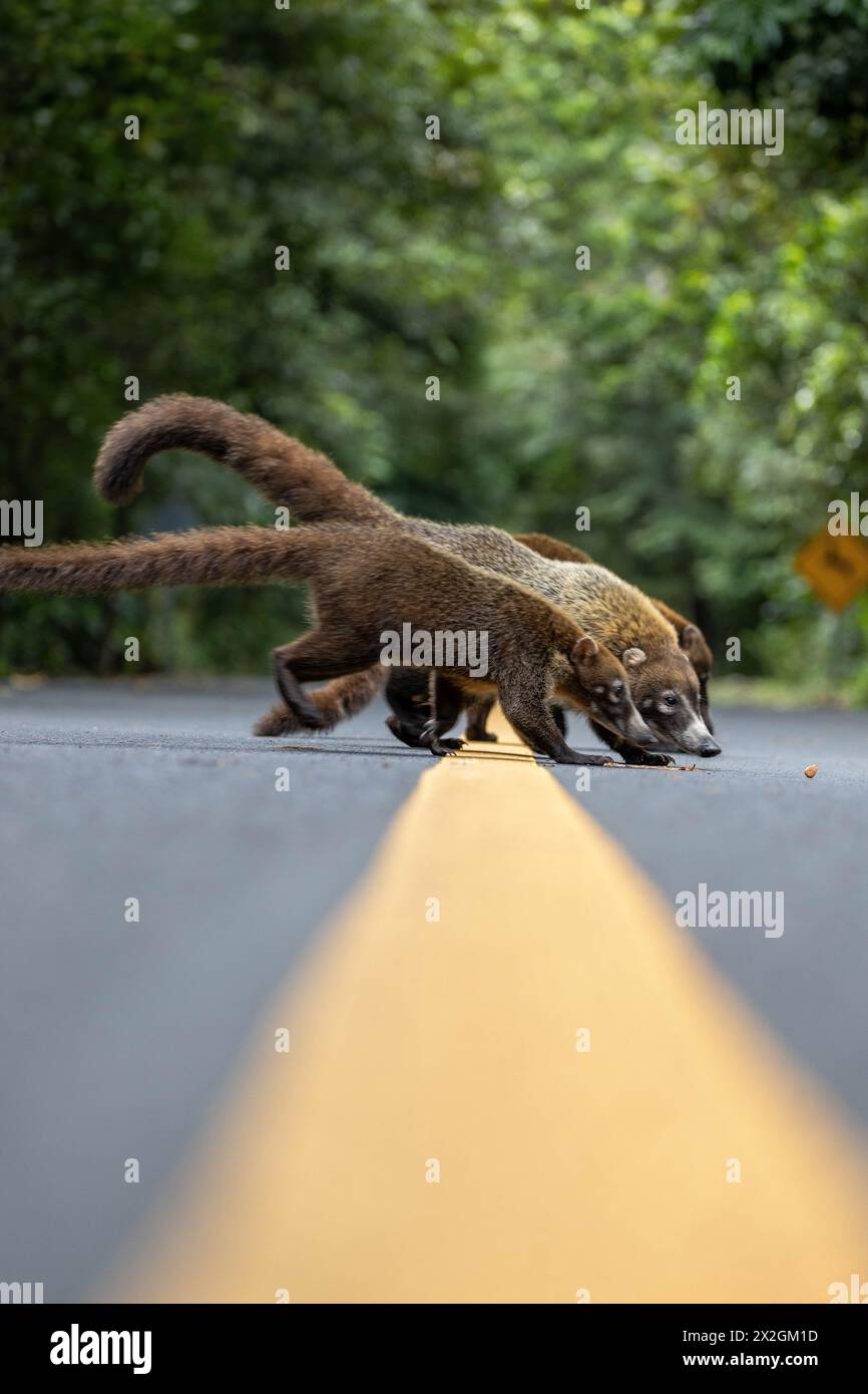 Several white nose coatis looking for food in the middle of the road ...
