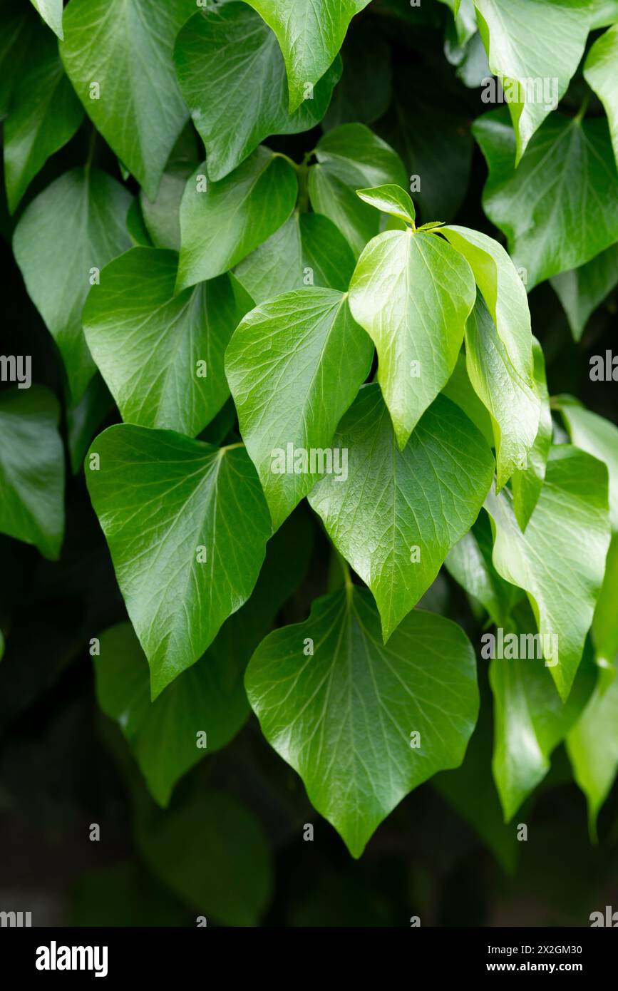 Hedera Colchica Plant Green Leaves Stock Photo - Alamy