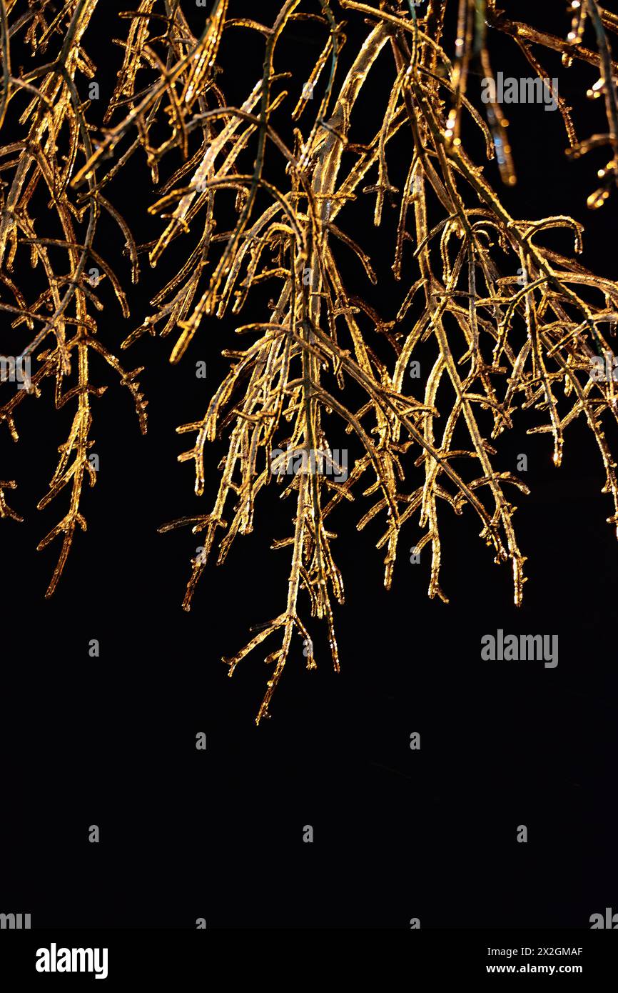 Freezing rain on tree branches, Toronto, Canada Stock Photo - Alamy