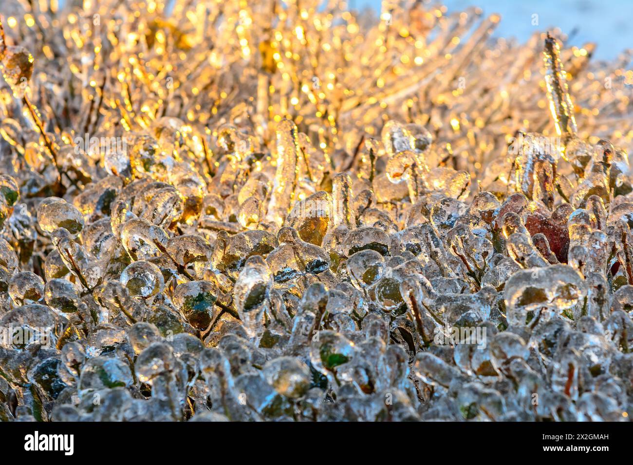 Tree branch covered in ice after the freezing rain storm of 2013 ...