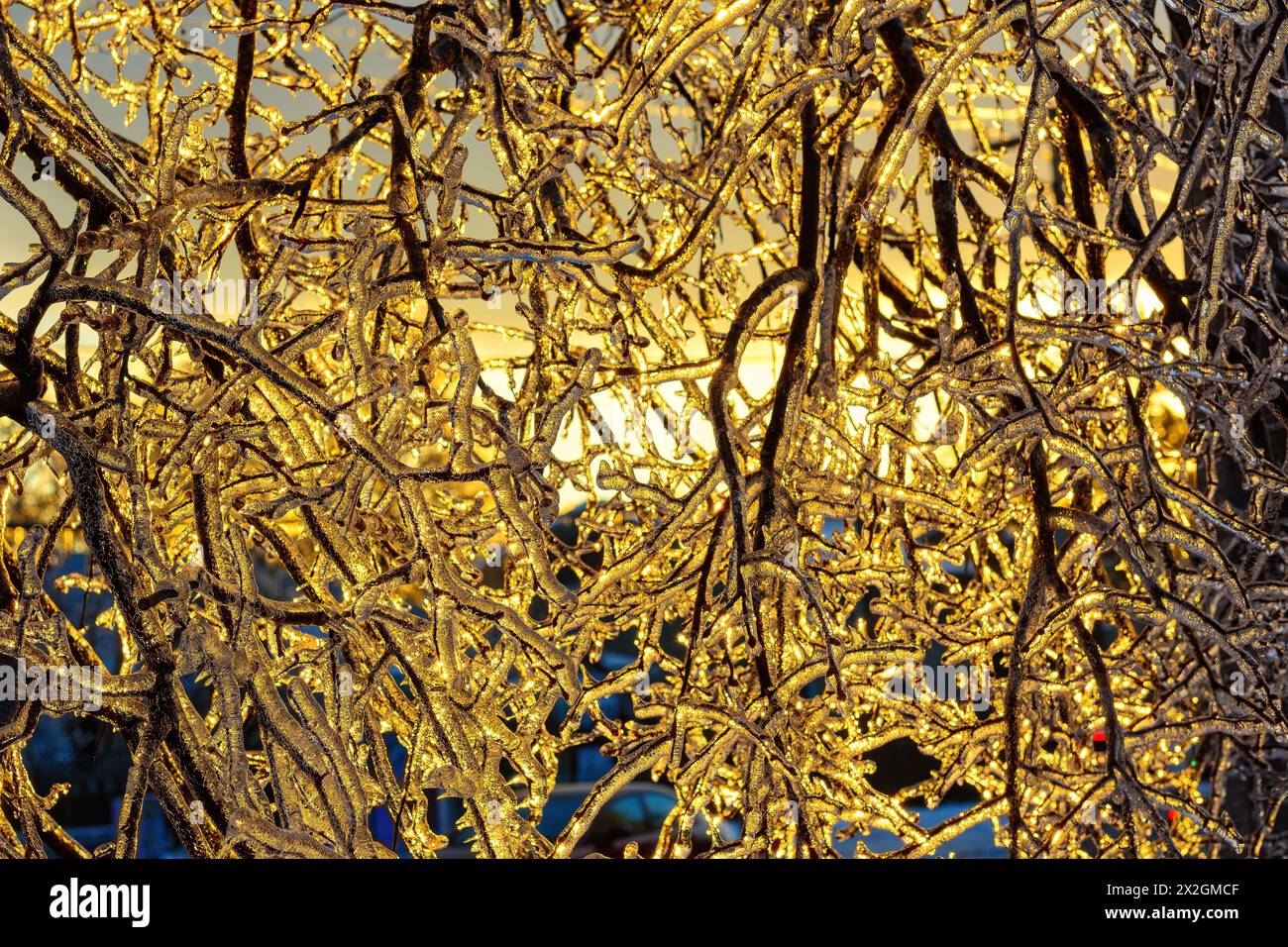 Freezing rain on tree branches, Toronto, Canada Stock Photo - Alamy