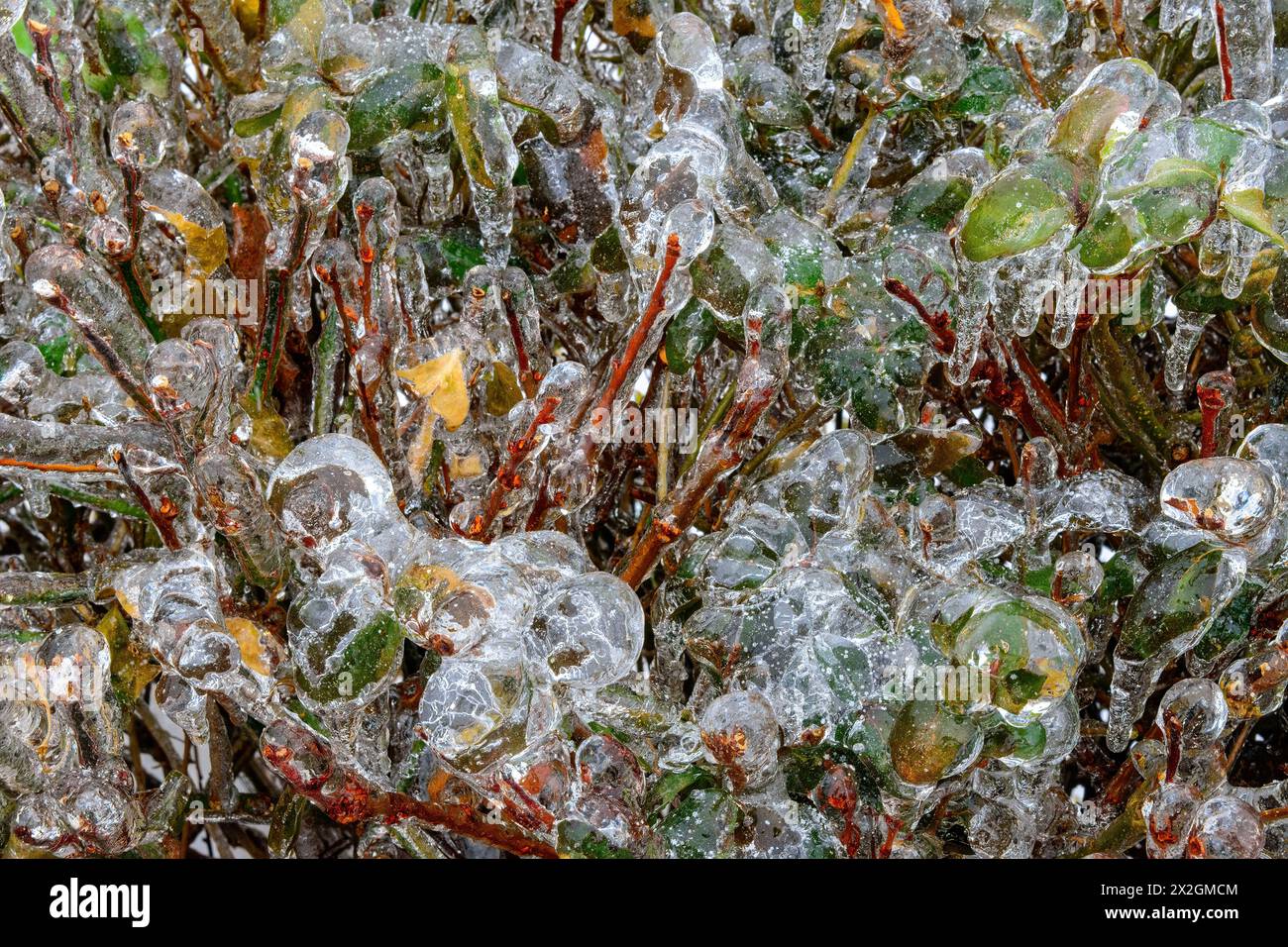 Freezing rain on tree branches, Toronto, Canada Stock Photo - Alamy