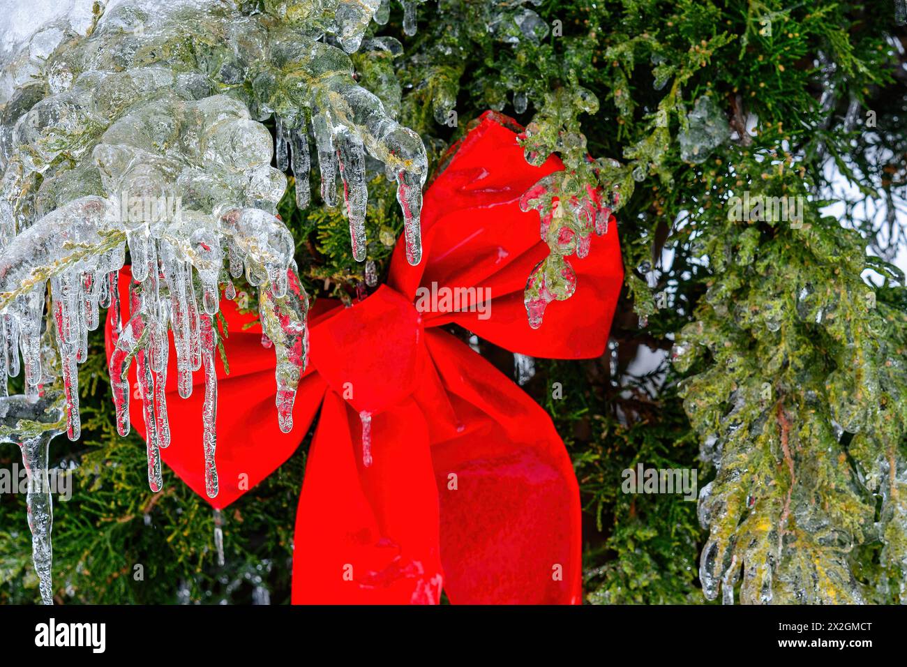 Freezing rain on tree branches, Toronto, Canada Stock Photo - Alamy