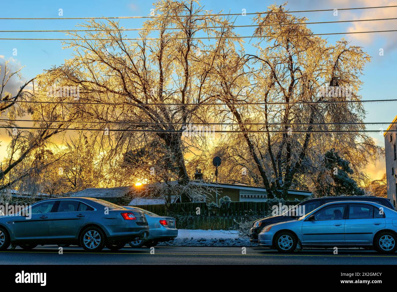 Tree branch covered in ice after the freezing rain storm of 2013 ...