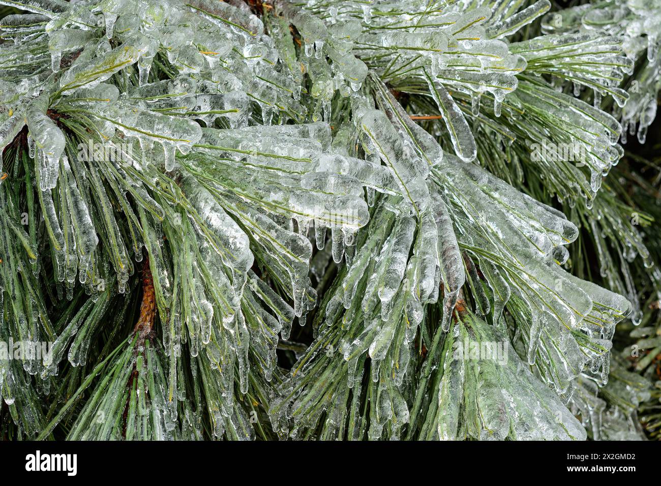 Freezing tree branch hi-res stock photography and images - Alamy