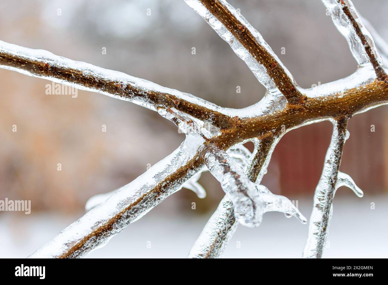 Tree branch covered in ice after the freezing rain storm of 2013, Toronto, Canada Stock Photo ...