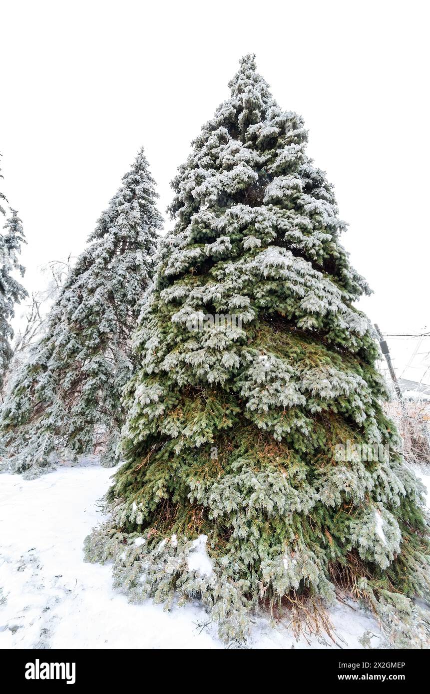 Freezing rain on tree branches, Toronto, Canada Stock Photo - Alamy