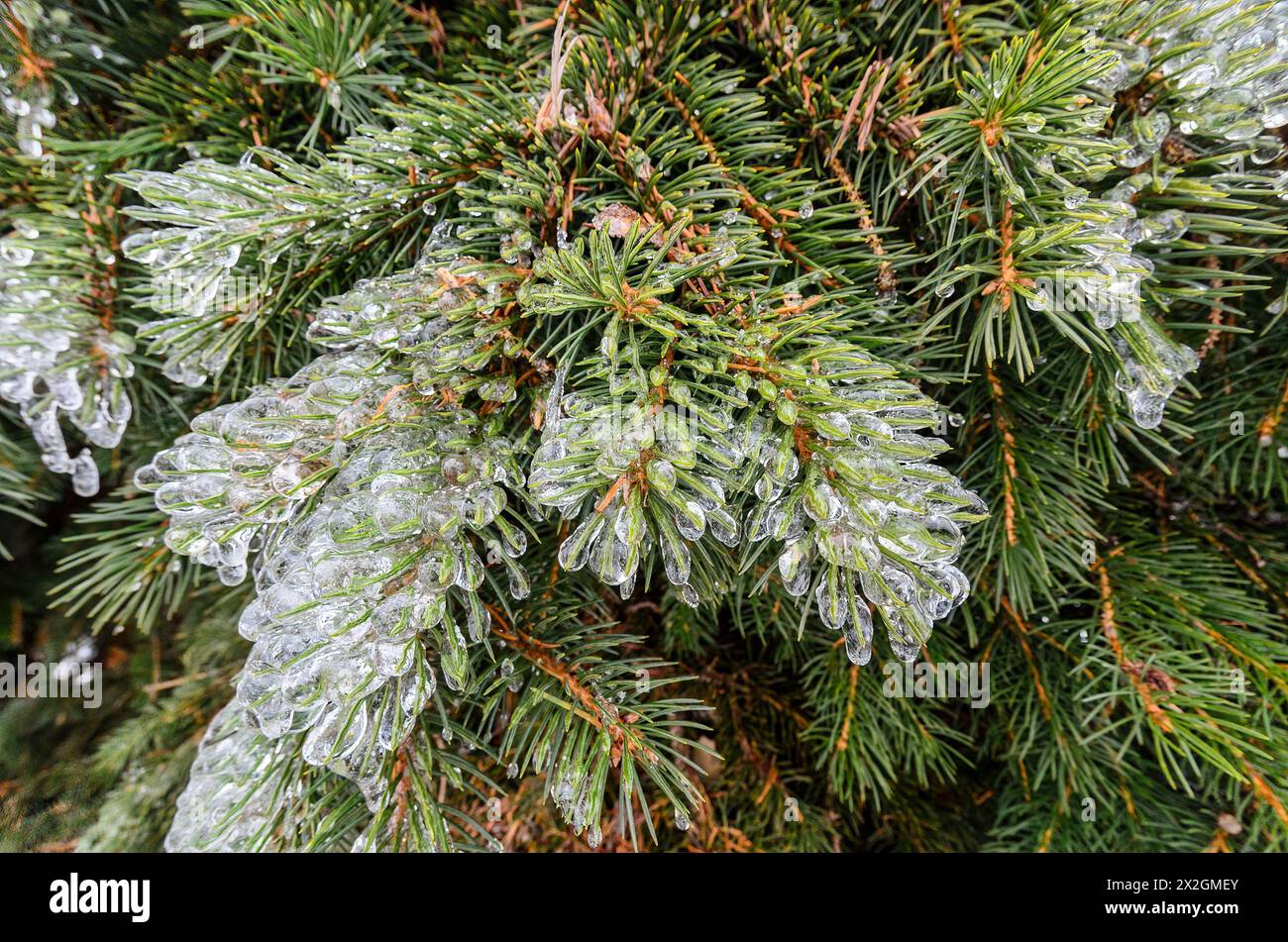 Freezing rain on tree branches, Toronto, Canada Stock Photo - Alamy