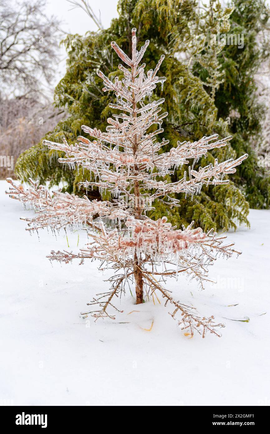 Freezing rain on tree branches, Toronto, Canada Stock Photo - Alamy