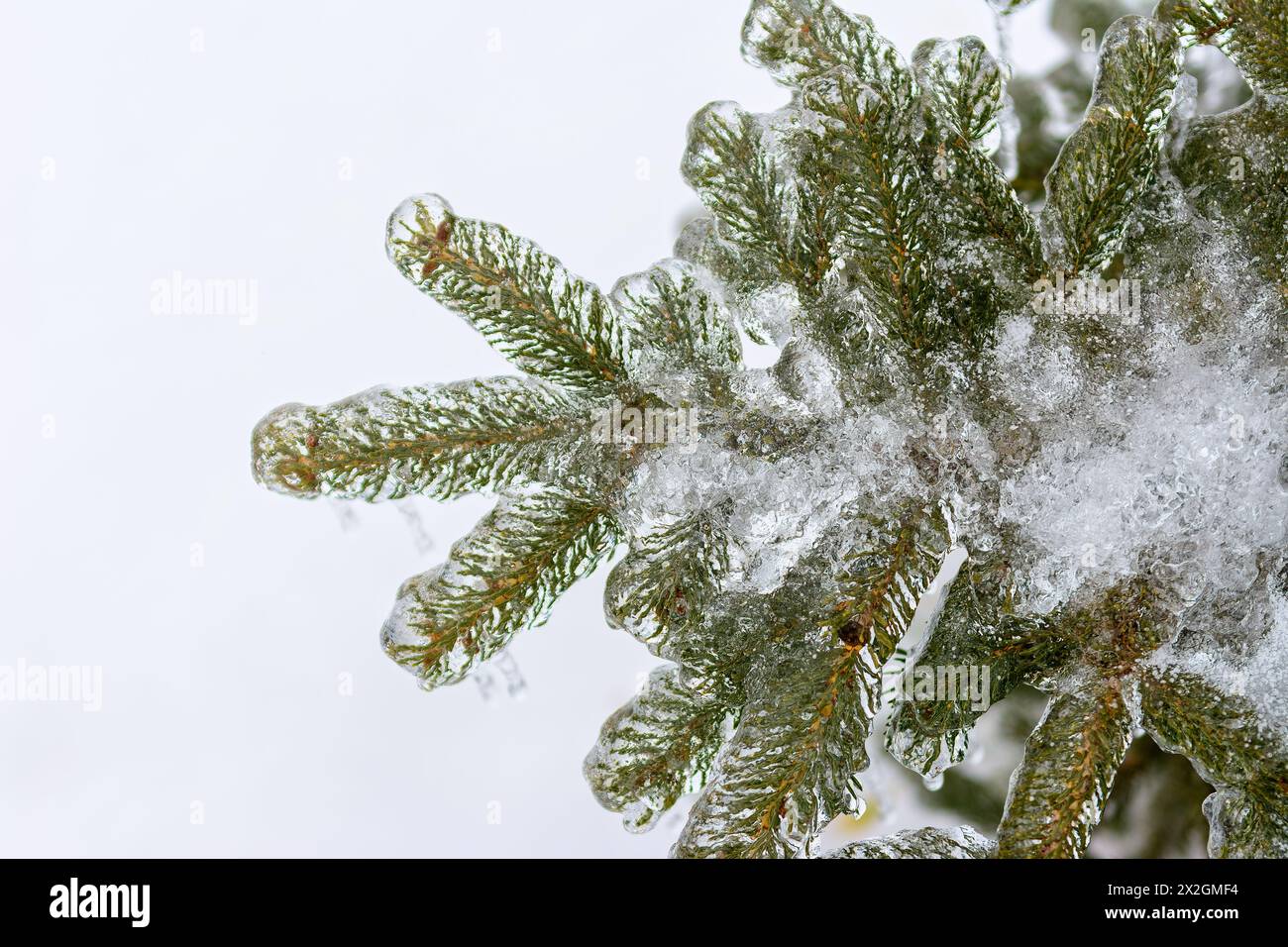 Freezing rain on tree branches, Toronto, Canada Stock Photo - Alamy
