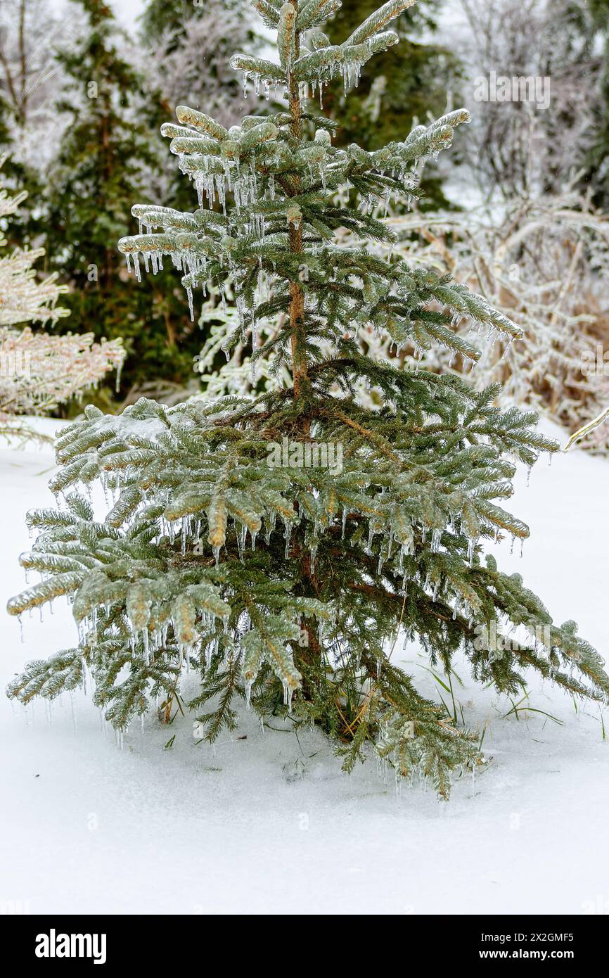 Freezing rain on tree branches, Toronto, Canada Stock Photo - Alamy