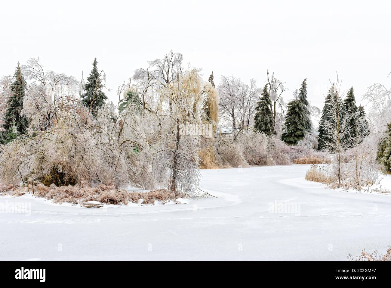 Freezing rain trees hi-res stock photography and images - Alamy