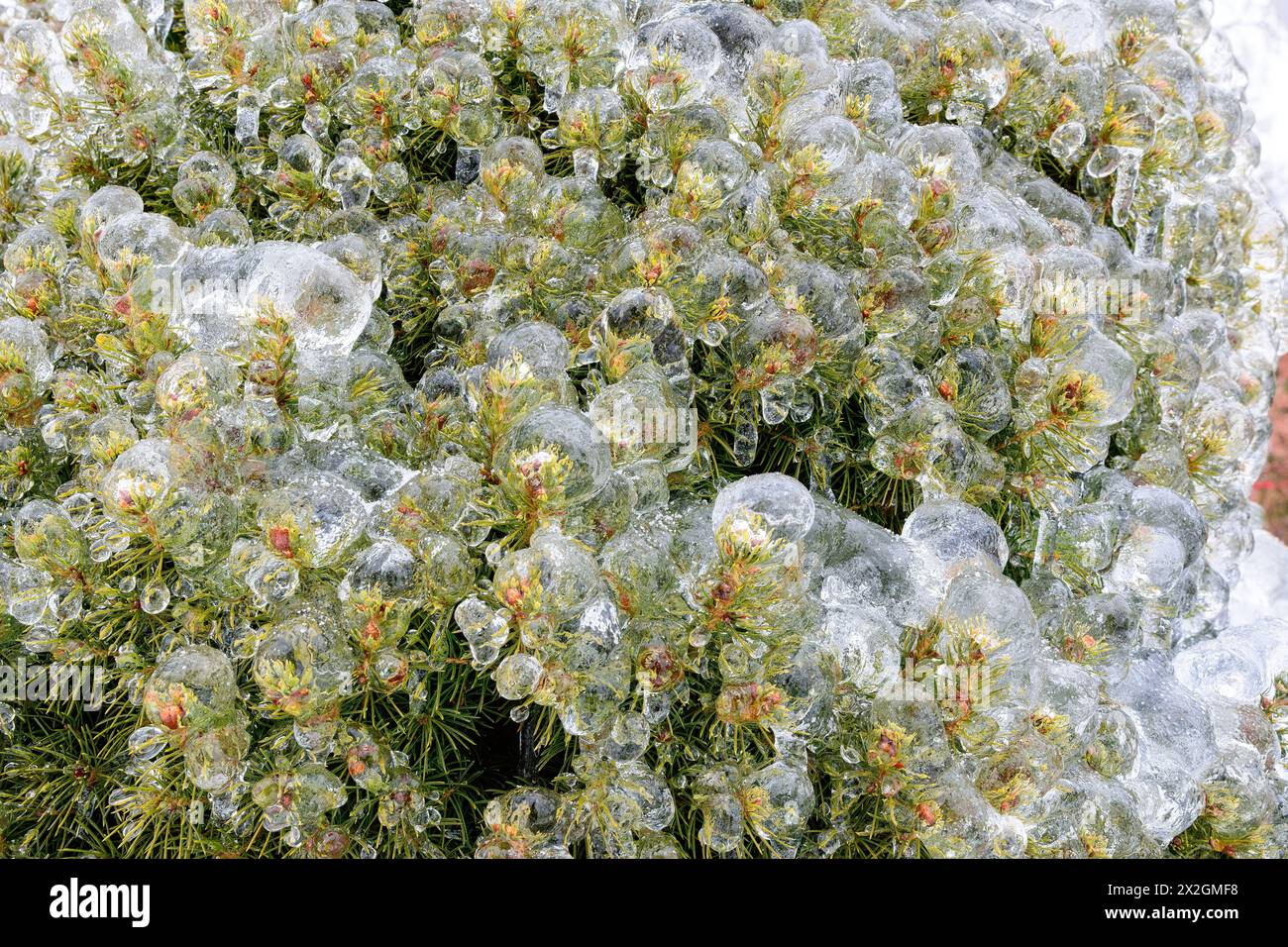 Freezing rain on tree branches, Toronto, Canada Stock Photo - Alamy
