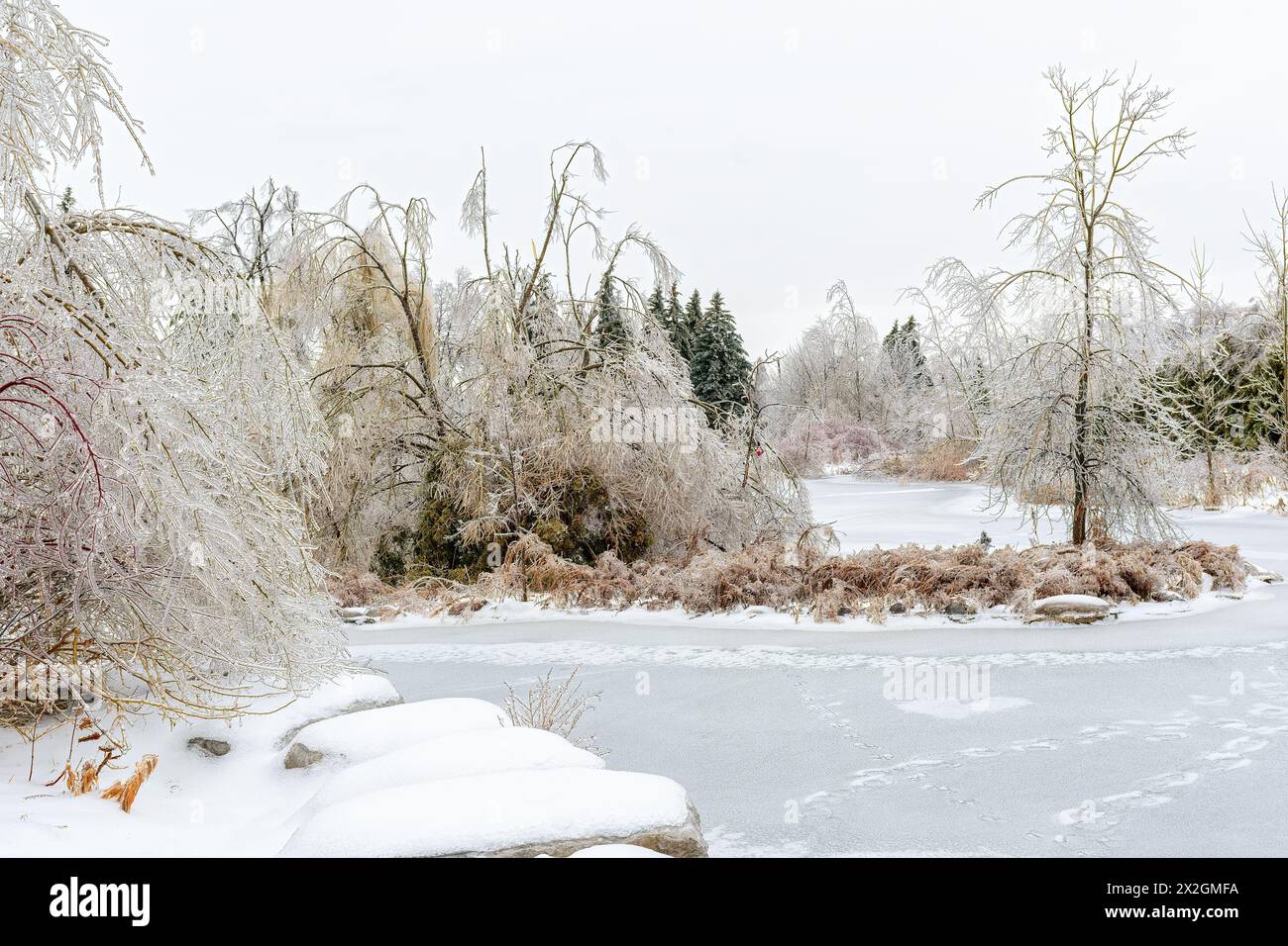 Freezing rain trees hi-res stock photography and images - Alamy