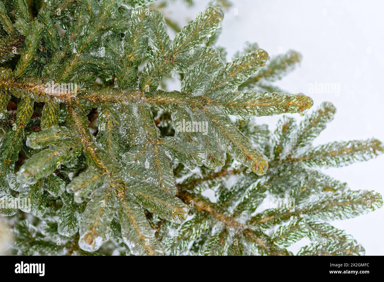 Freezing rain branches hi-res stock photography and images - Alamy