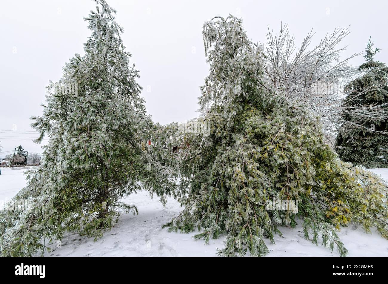 Freezing rain on tree branches, Toronto, Canada Stock Photo - Alamy