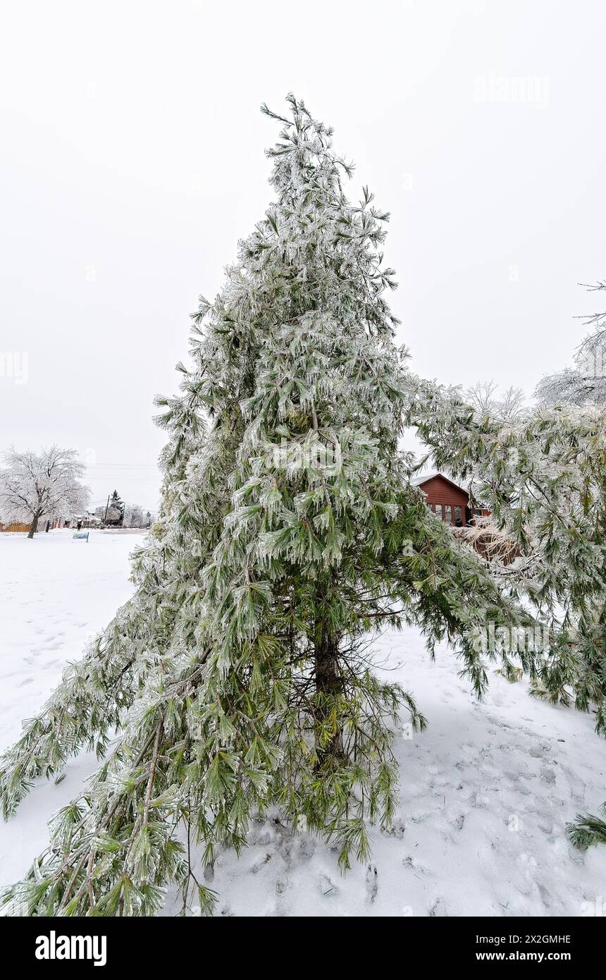 Freezing rain on tree branches, Toronto, Canada Stock Photo - Alamy
