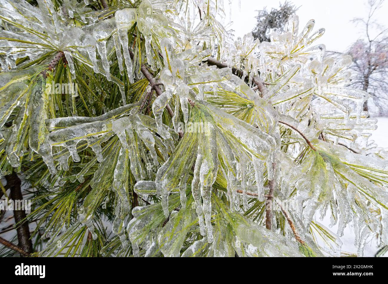 Freezing rain on tree branches, Toronto, Canada Stock Photo - Alamy