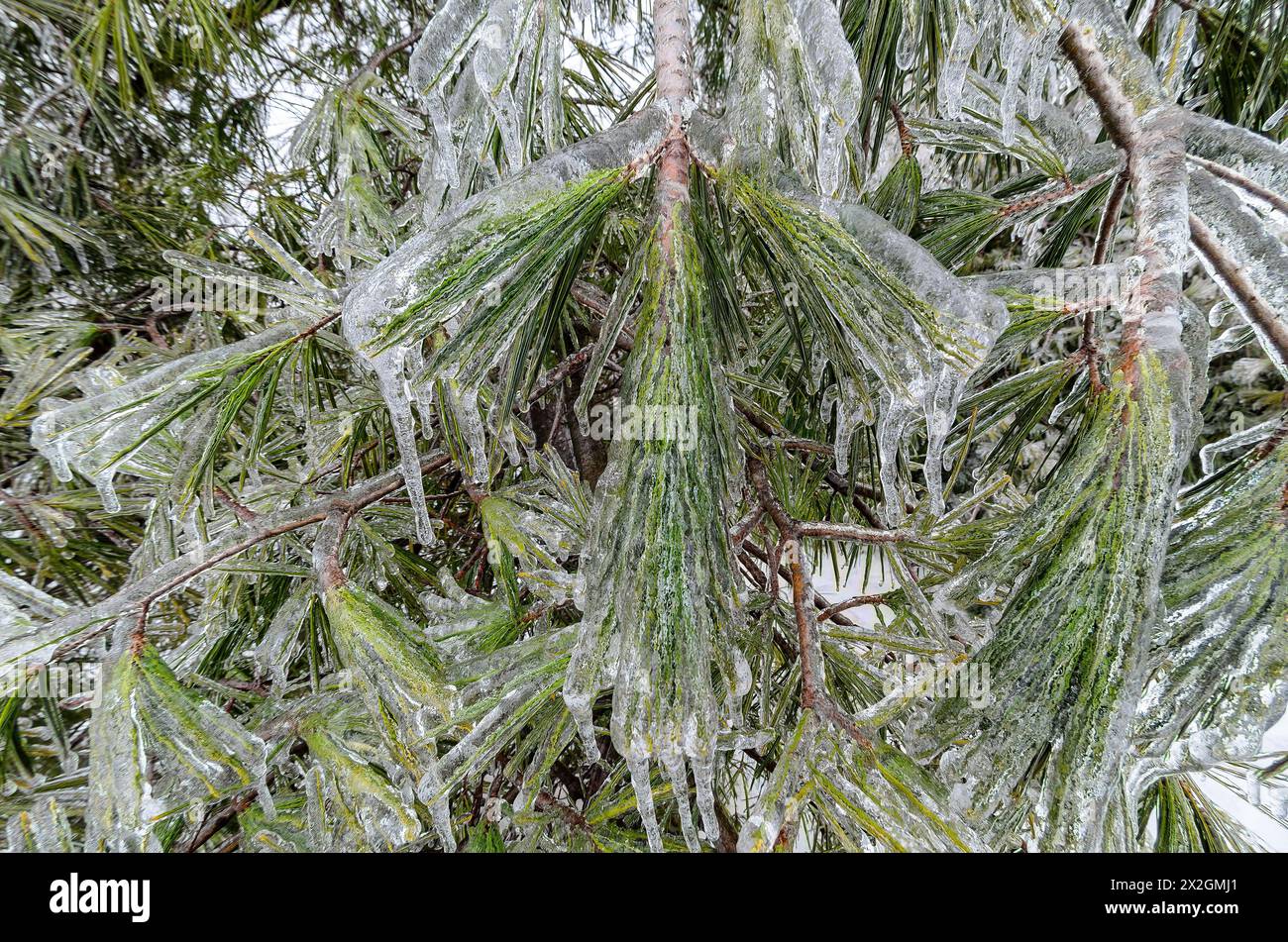 Freezing rain on tree branches, Toronto, Canada Stock Photo - Alamy