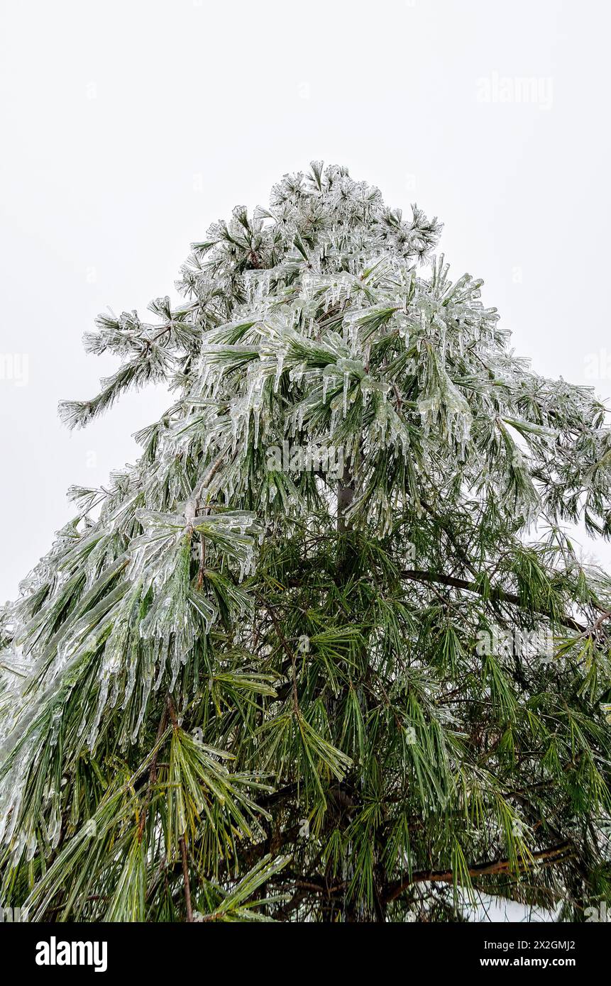 Freezing rain on tree branches, Toronto, Canada Stock Photo - Alamy