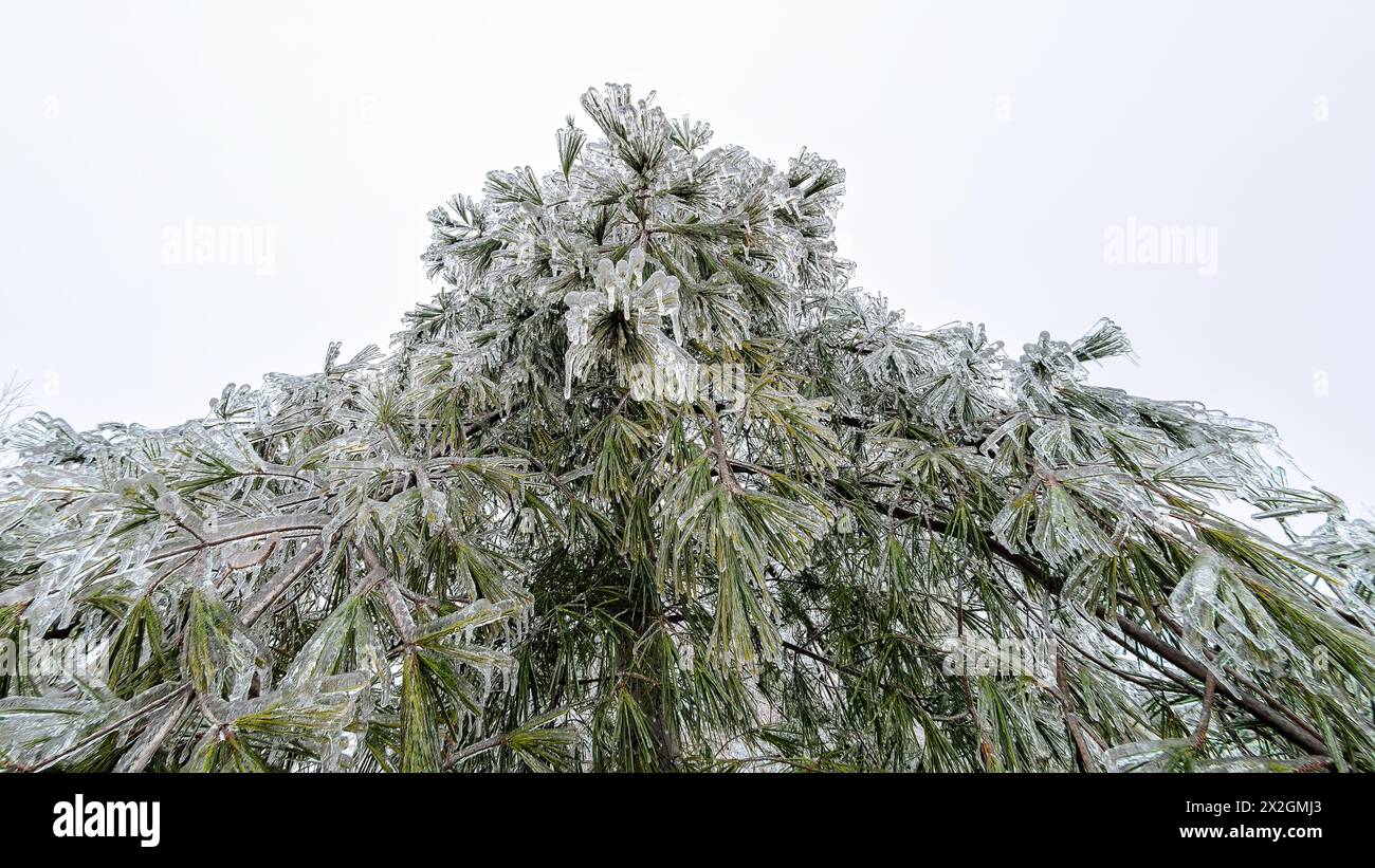 Rain on pine tree hi-res stock photography and images - Alamy