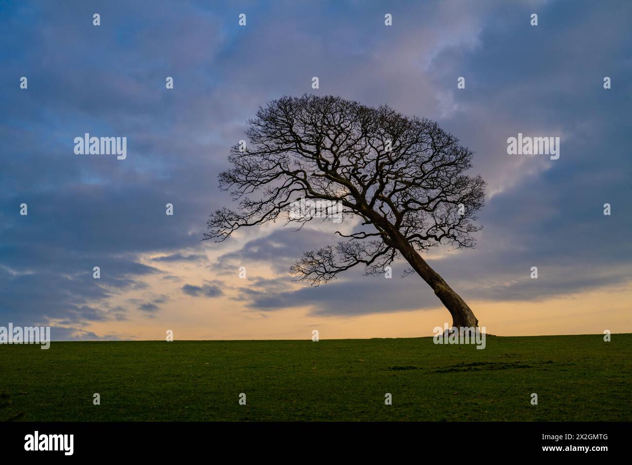 Wind blown tree Llanystumdwy Near Criccieth North Wales Stock Photo - Alamy