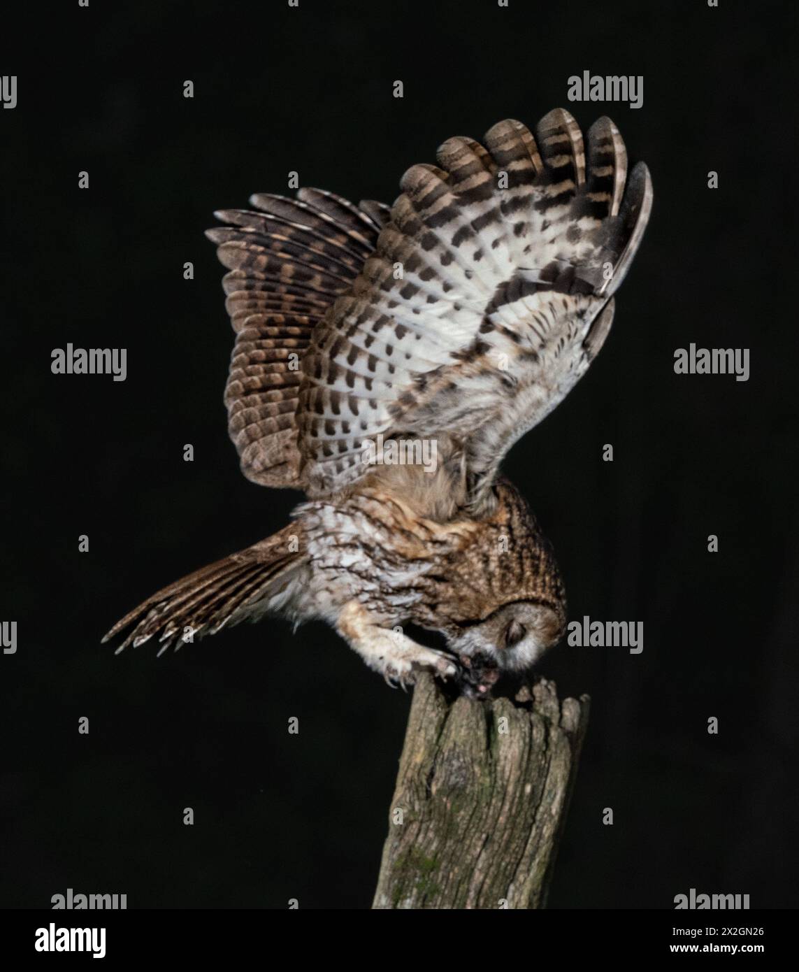 tawny owl hunting at night Stock Photo - Alamy