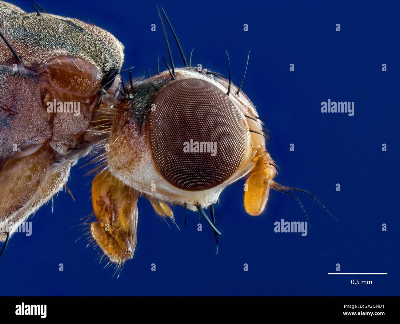 Prominent compound eyes hi-res stock photography and images - Alamy