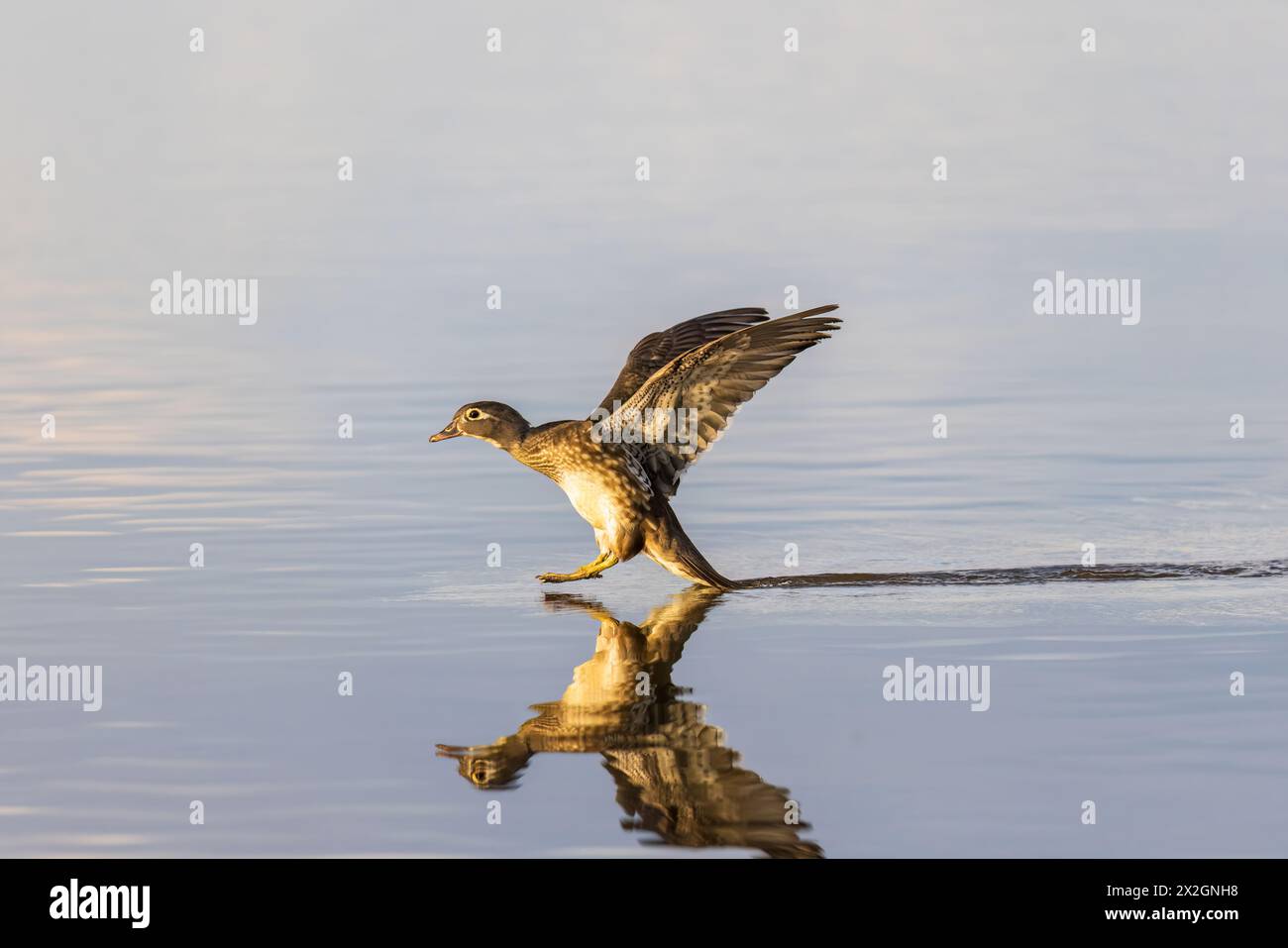 Female wood duck flying hi-res stock photography and images - Alamy