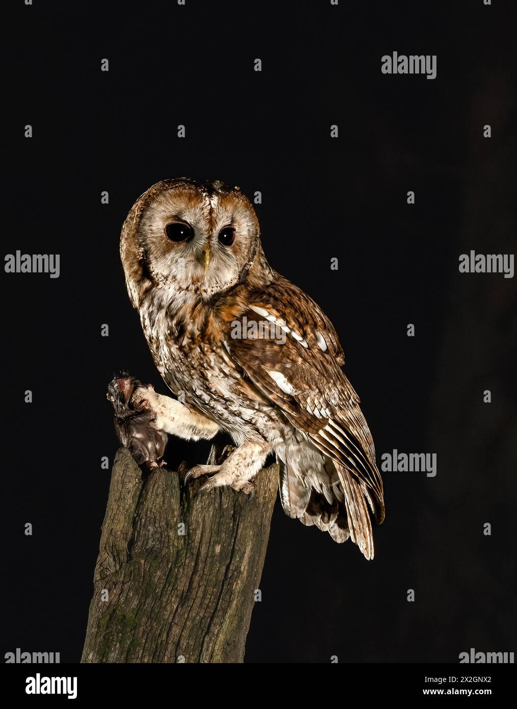 Tawny owl flying night hi-res stock photography and images - Alamy