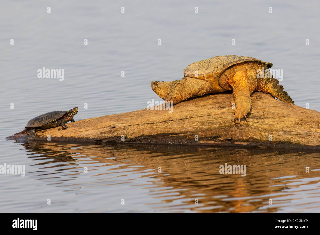 Common snapping turtles hi-res stock photography and images - Alamy