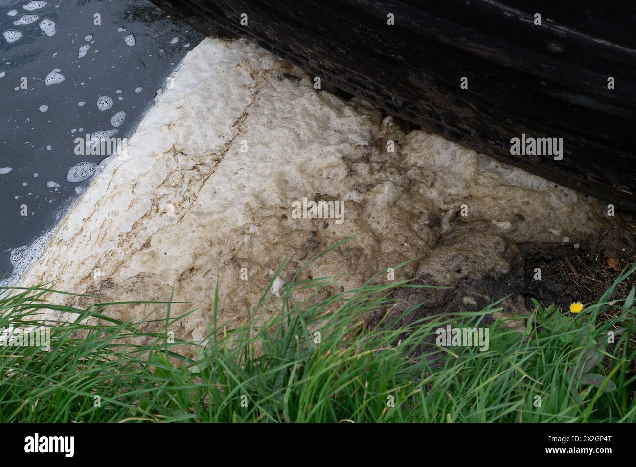 Harefield, UK. 22nd April, 2024. Pollution, foam and plant debris on ...