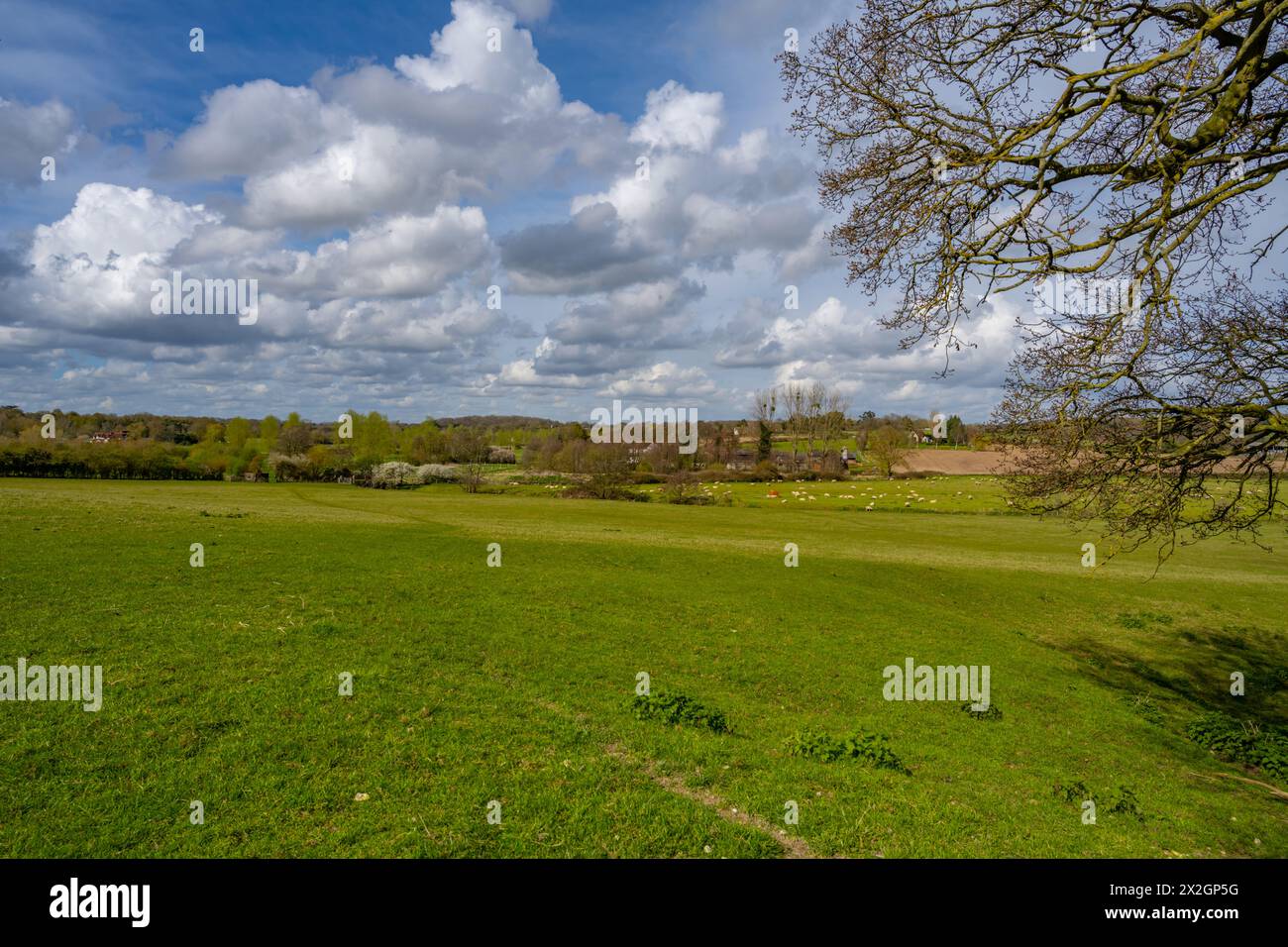 Sheep on the banks of The river Colne Fields near Fordstreet Near ...