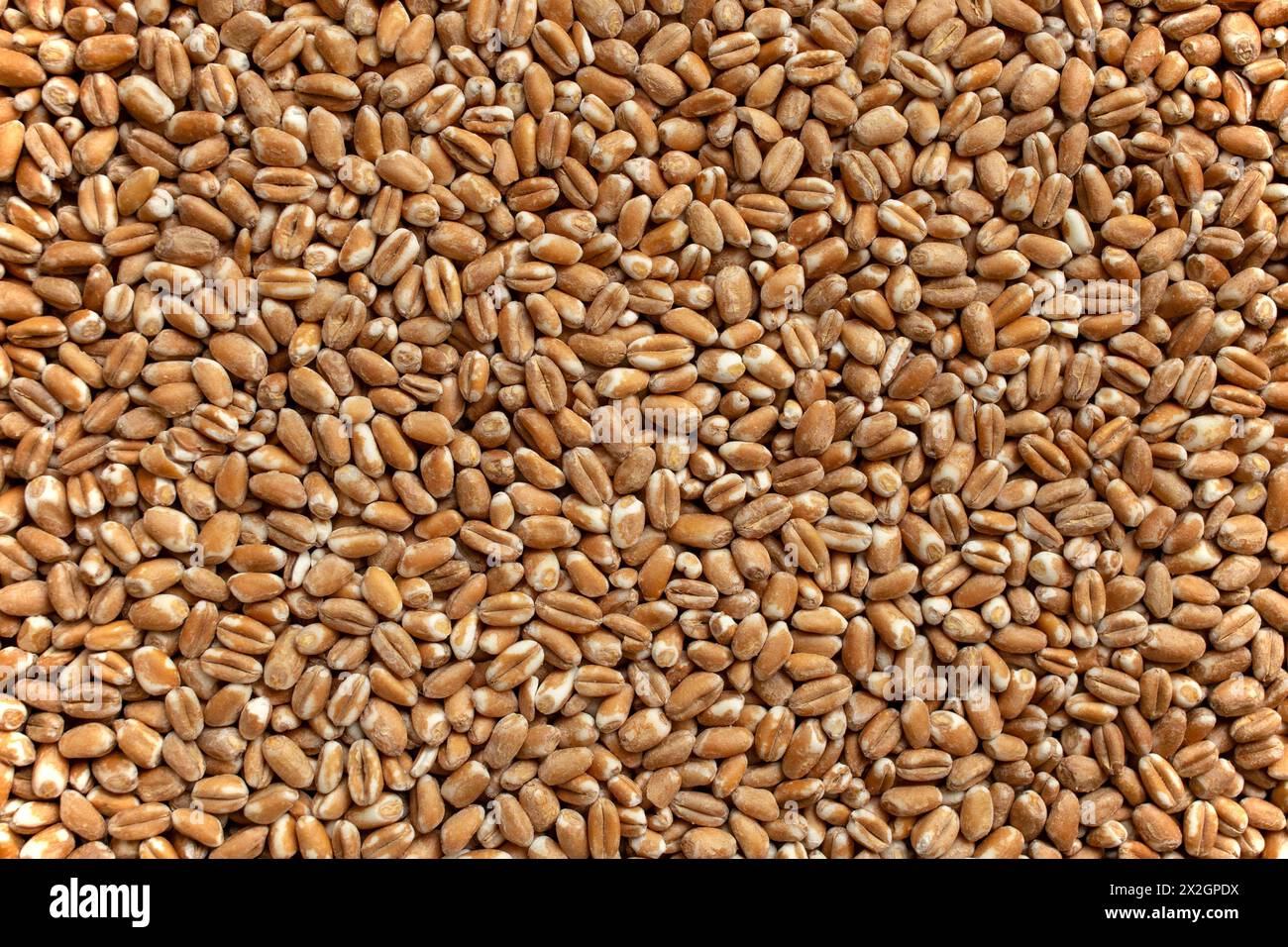 Wheat Grain texture, abstract backdrop Stock Photo - Alamy